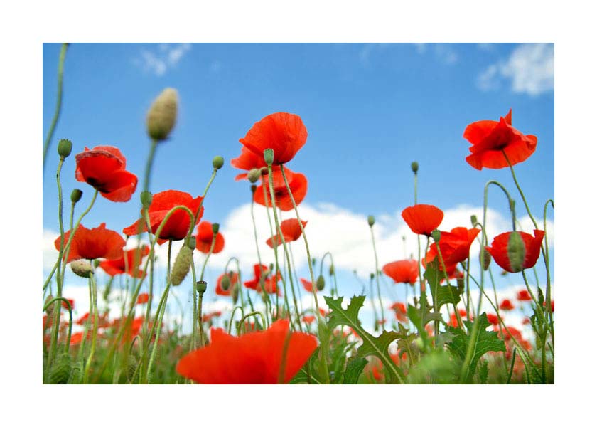 Makovi - PLAKATI.COM.HR